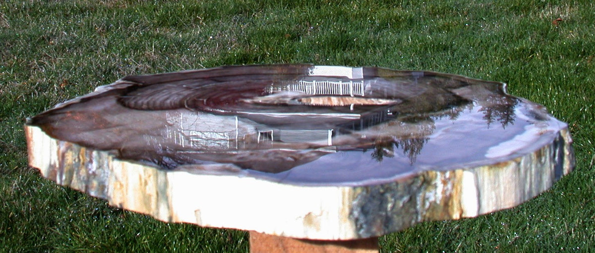 SiS: MUSEUM GRADE 13"+ Petrified Wood Round - GEMMY Fossil Walnut - Va ...