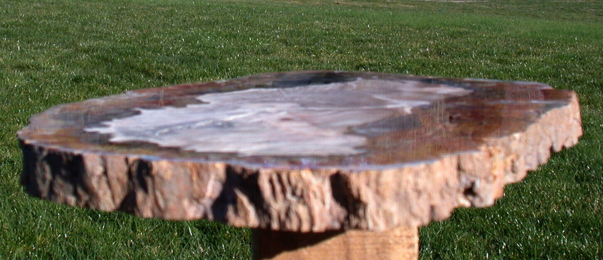 SiS: GLORIOUS COLOR 15" Madagascar Petrified Wood Slab - Simply GORGEO ...