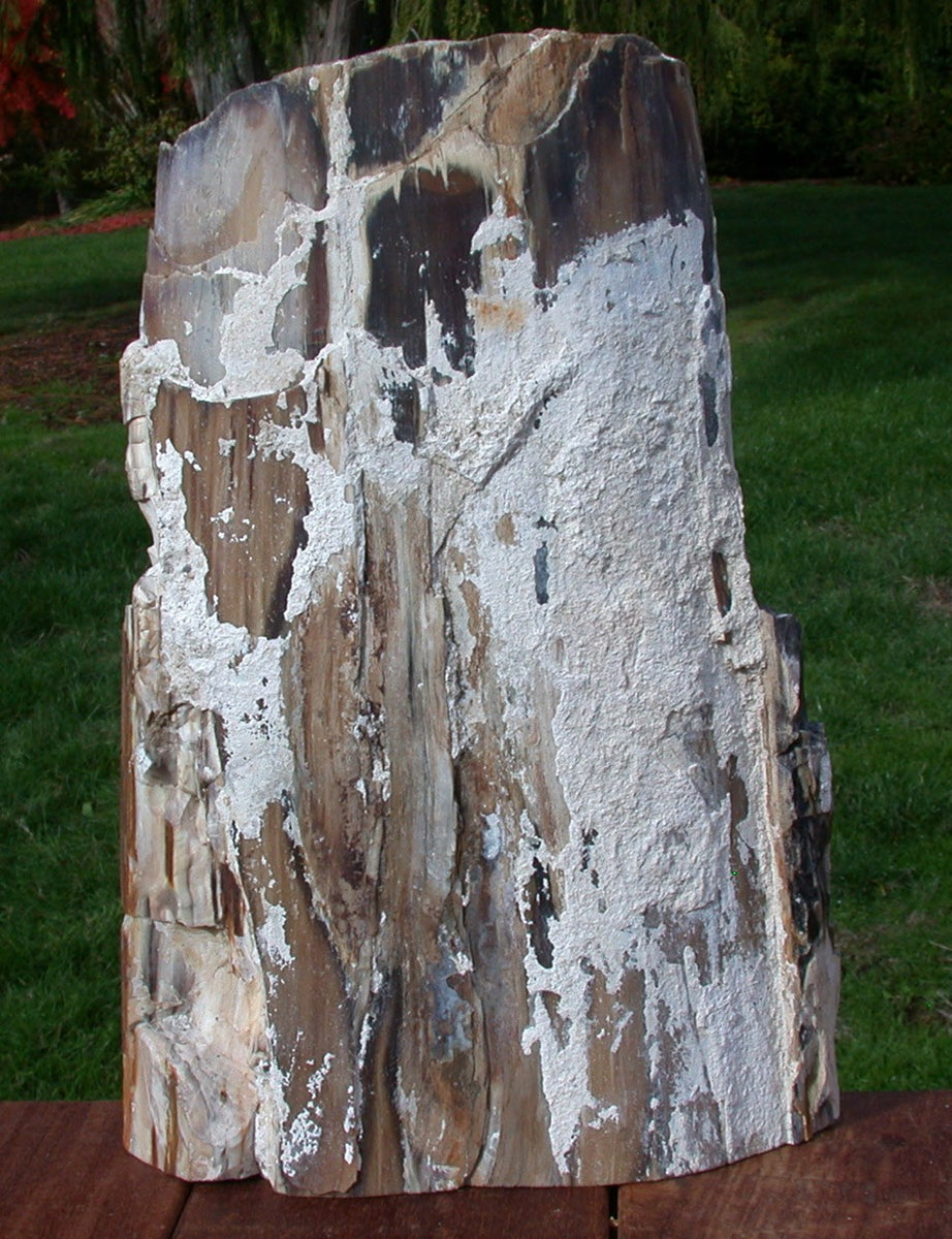 SiS: MY NICEST RIP CUT 14"+ Tall Log Edge Petrified Wood Sculpture - S ...