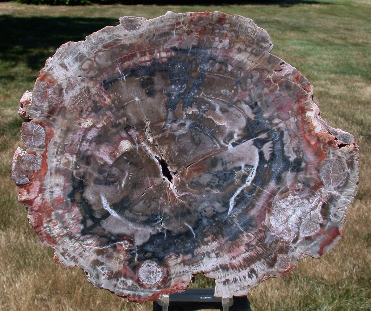 SiS: MY BEST 10" Arizona FUNGUS INVADED Petrified Wood - Choice Collec ...