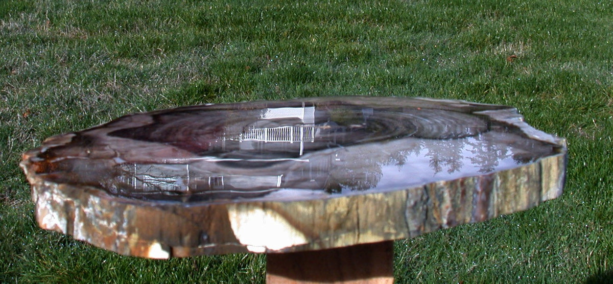 SiS: MUSEUM GRADE 13" Petrified Wood Round - GEMMY Fossil Walnut - Van ...