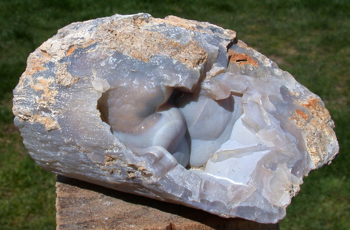 SiS: SUPERBLY BEAUTIFUL & FASCINATING 1 lb. Blue Forest Petrified Wood ...