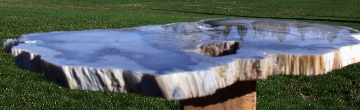 SiS: STUNNING 16" Wendover NV Petrified Wood Round - SKY BLUE & WHITE ...