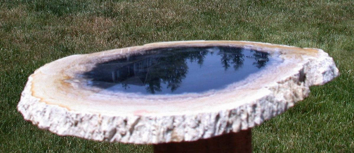 SiS: GORGEOUS STAR FIELD 10" Petrified Palm Wood Slab - SUMATRA Fossil ...
