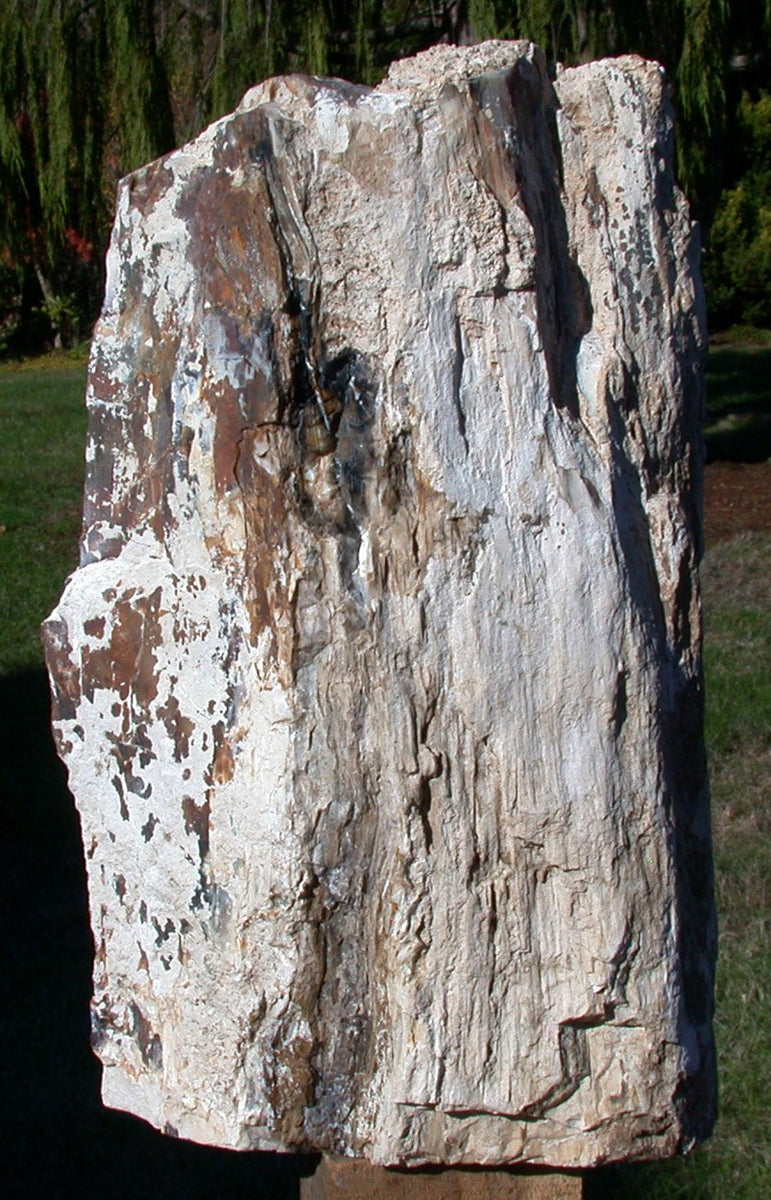 SiS: GORGEOUS RIP CUT 12"+ Tall Log Edge Petrified Wood Sculpture - Sa ...