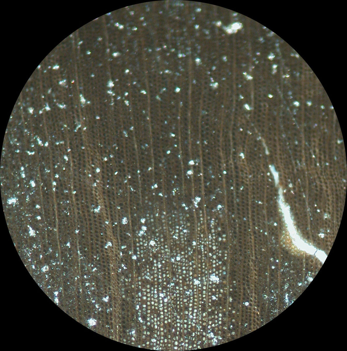 13" Chinle BLACK FOREST Petrified Wood Round - Arizona Pullisilvaxylon ...