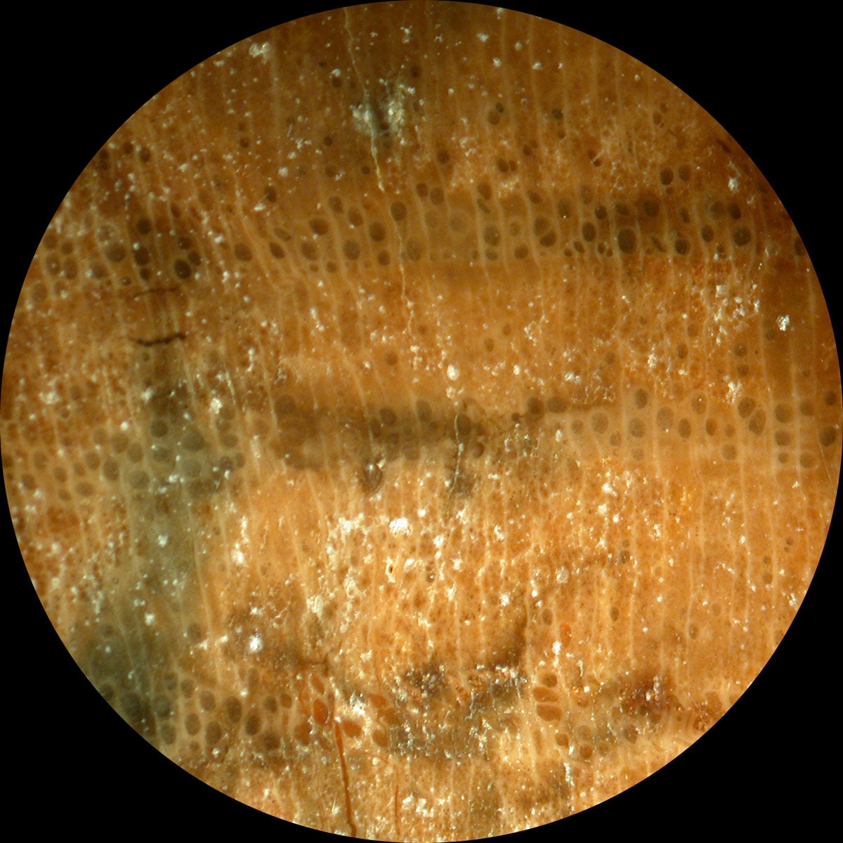 AMAZINGLY PERFECT 4"+ Petrified Wood Round - McDermitt Oregon Locust S ...