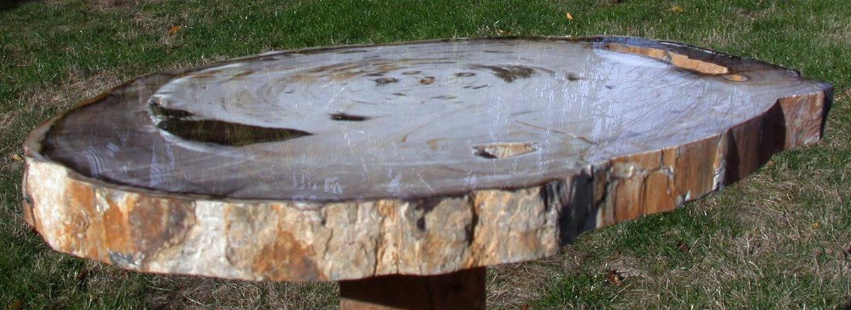 HUGE & IMMACULATE 17" Yakima Valley Petrified Wood Round - Fossil BASS ...