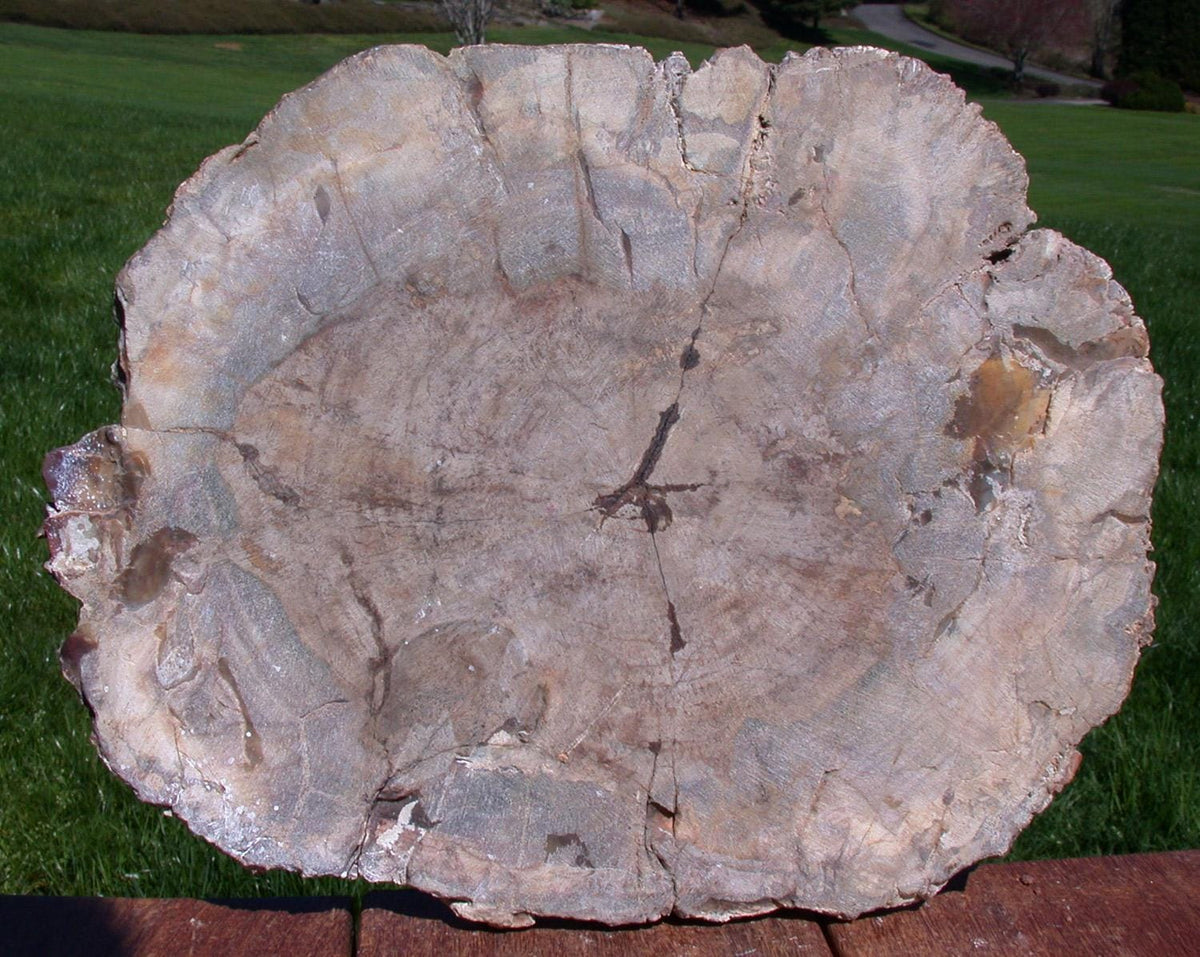 BEAUTIFUL Araucaria 13" Madagascar Petrified Wood Slab - TRULY INCREDI ...