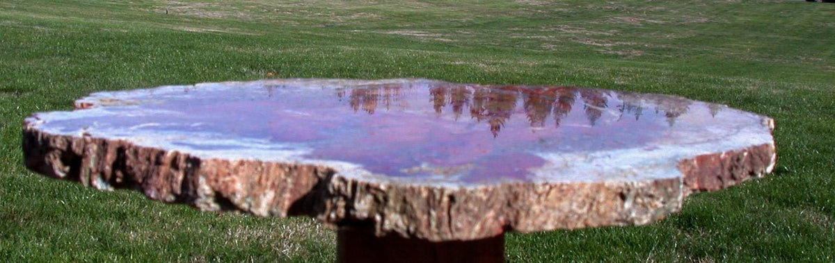 SHOCKING Orange, Red, Yellow and Green HAMPTON BUTTE Petrified Wood Sl ...