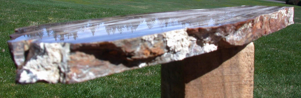 GORGEOUS 16" Saddle Mountain Fossil Conifer Rip Cut Petrified Wood Sla ...