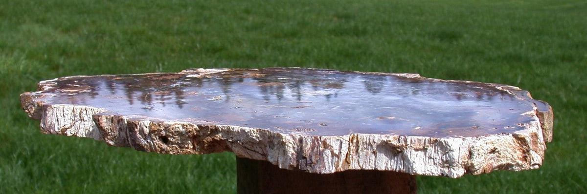 DARK & COLORFUL 12" Hubbard Basin Petrified Wood Round – Sticks in ...