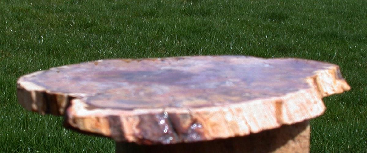 Rich COLORFUL CLASSIC 6"+ Madagascar Petrified Wood Round - GORGEOUS S ...