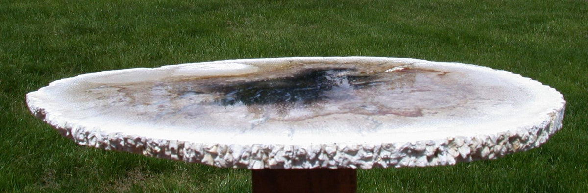 GORGEOUS BLUE LIGHTNING 16" Petrified Palm Wood Specimen Slab - Fossil ...