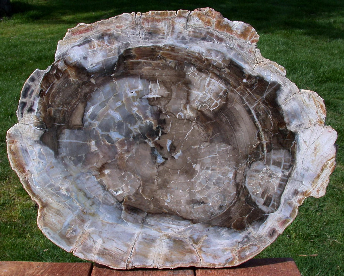 HUGE MUSEUM GRADE 17" South Dakota Petrified Wood Conifer Round - Tabl ...