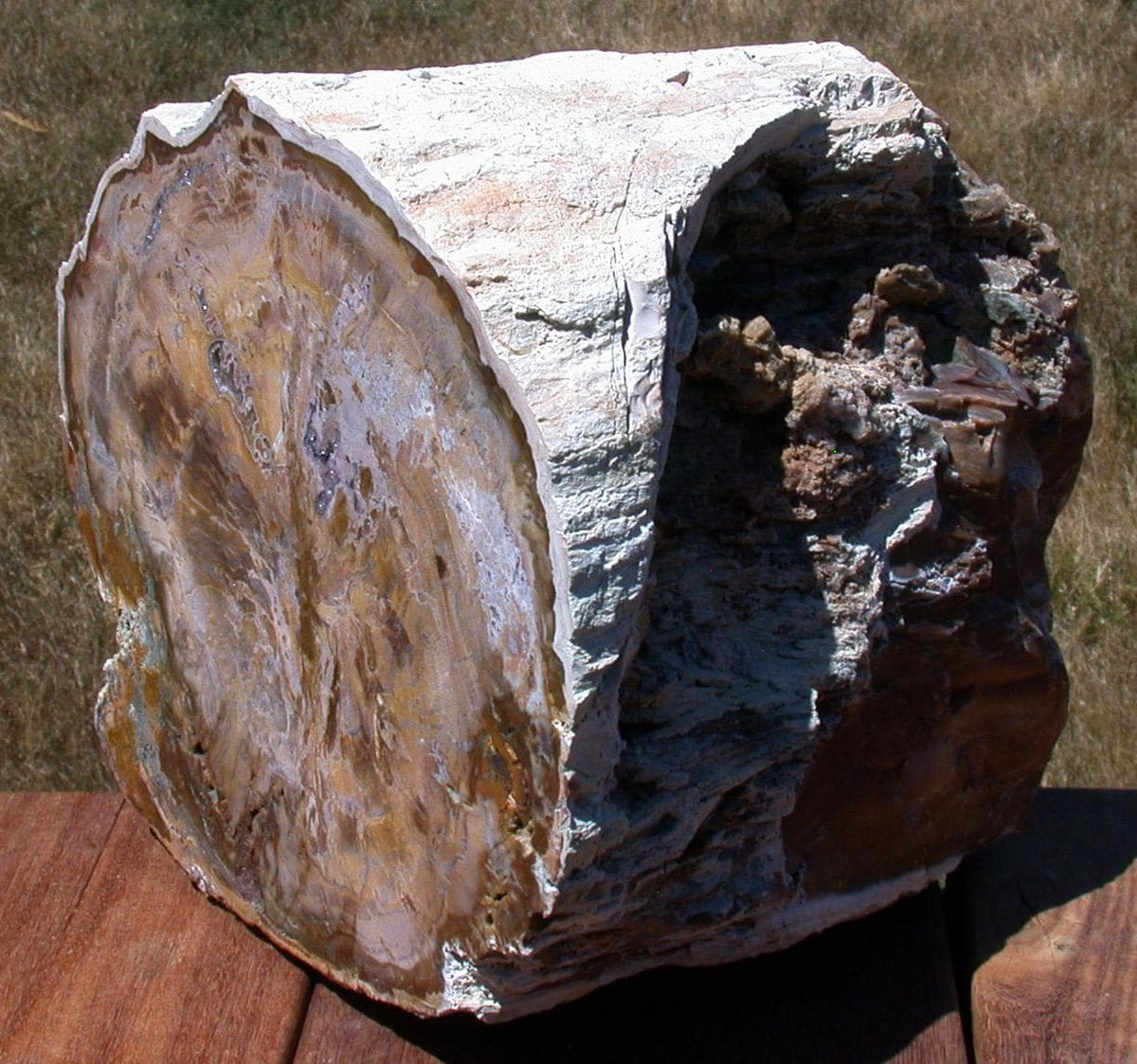 PERFECT Araucaria 28+ lb. Madagascar Petrified Wood Log - TRULY INCRED ...