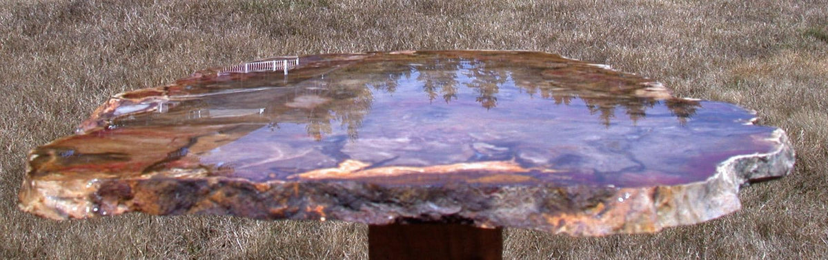 MASSIVE 15" COLORFUL Australian Petrified Wood Slab - Stunning Fossil ...