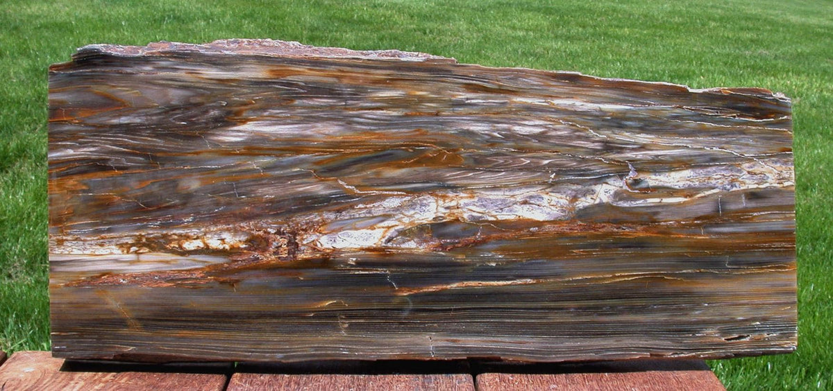 MUST SEE 16"+ Petrified Wood RIP Cut Slab - Mt. Adams Washington ...