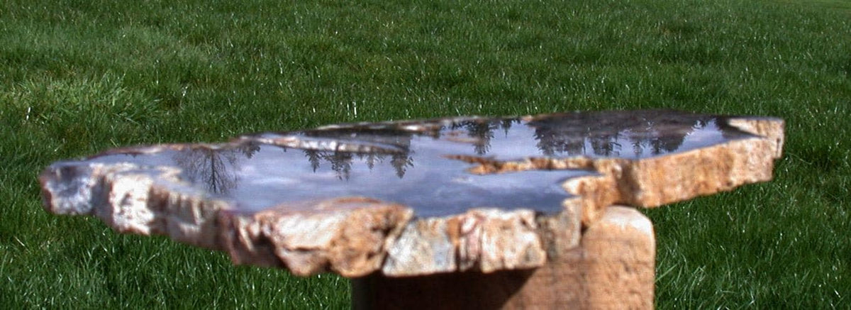 Uncommonly Dark & Perfect 9" Hubbard Basin Petrified Wood Round ...