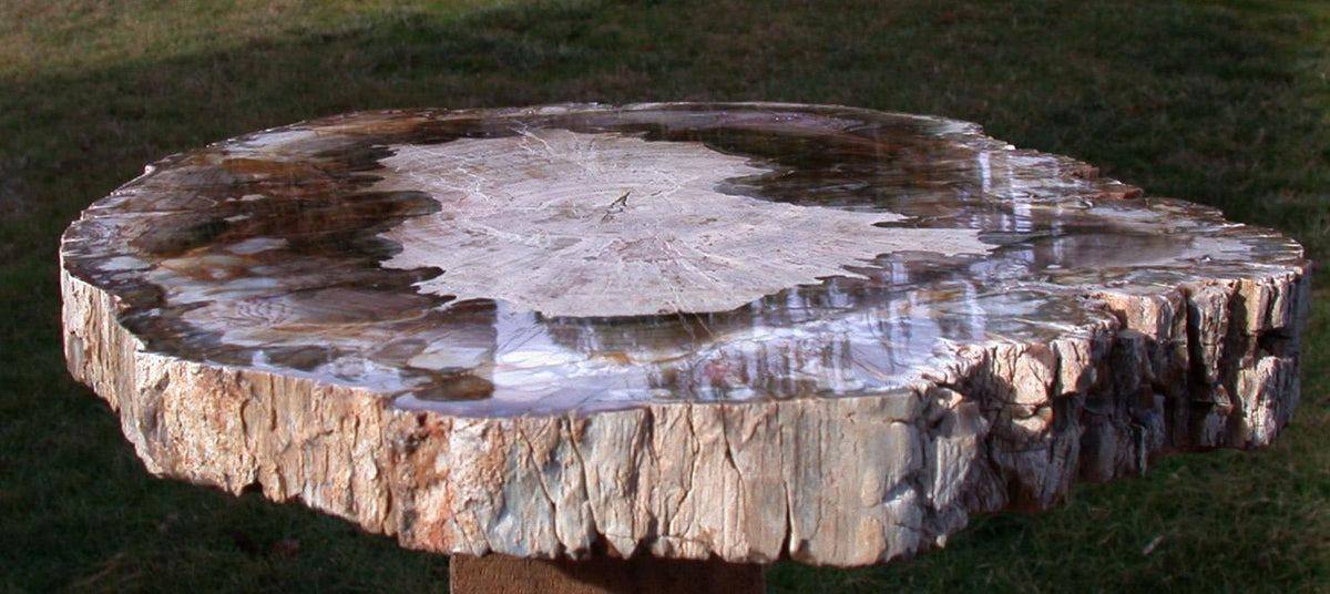 BEAUTIFUL Thick Cut Araucaria 14" Madagascar Petrified Wood Slab ...